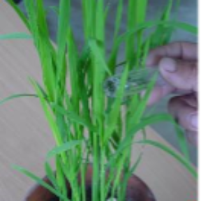 Rice Stem Borers | IRAC