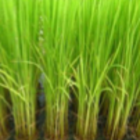 Rice Stem Borers | IRAC