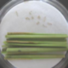 Rice Stem Borers | Insecticide Resistance Action Committee