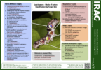 Tomato leafminer Archives | Insecticide Resistance Action Committee