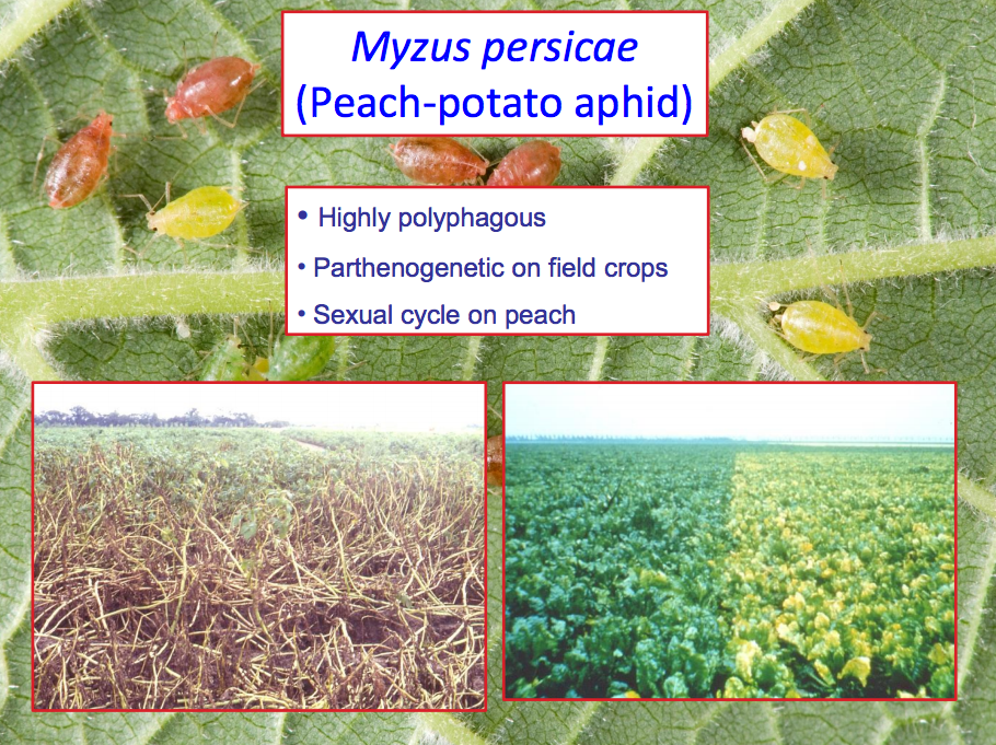 Green peach aphid Archives | Insecticide Resistance Action Committee