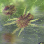 Citrus red mite Archives | Insecticide Resistance Action Committee