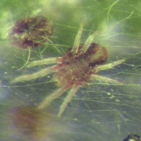 Citrus red mite Archives | Insecticide Resistance Action Committee