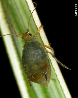 Pest Database | IRAC