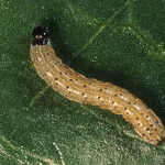 Fall armyworm Archives | Insecticide Resistance Action Committee
