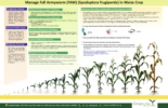 Fall armyworm Archives | Insecticide Resistance Action Committee