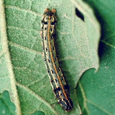Taro caterpillar Archives | Insecticide Resistance Action Committee