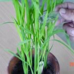 Rice Stem Borers | Insecticide Resistance Action Committee