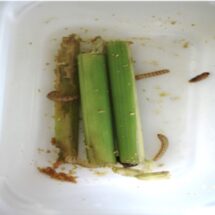 Rice Stem Borers | Insecticide Resistance Action Committee