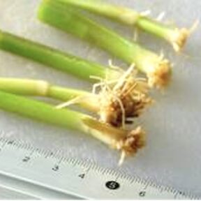 Rice Stem Borers | Insecticide Resistance Action Committee
