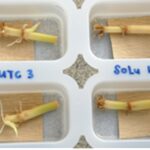 Rice Stem Borers | Insecticide Resistance Action Committee