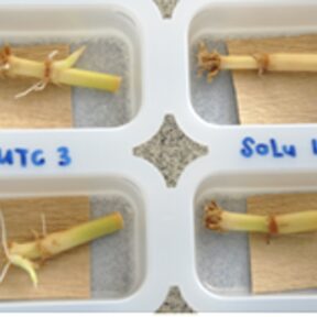 Rice Stem Borers | Insecticide Resistance Action Committee