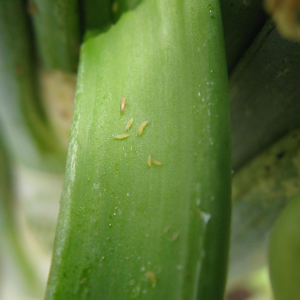 Onion Thrips Archives | Insecticide Resistance Action Committee