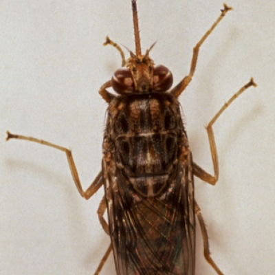 Tsetse fly Archives | Insecticide Resistance Action Committee