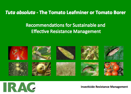 Tomato leafminer Archives | Insecticide Resistance Action Committee