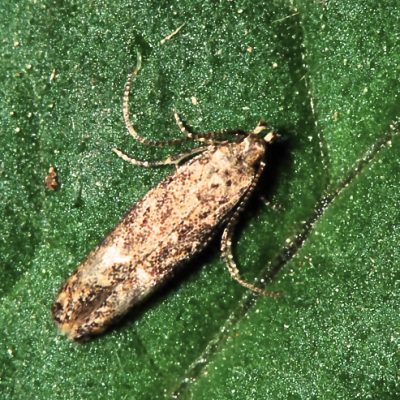 Tuta Absoluta | IRAC